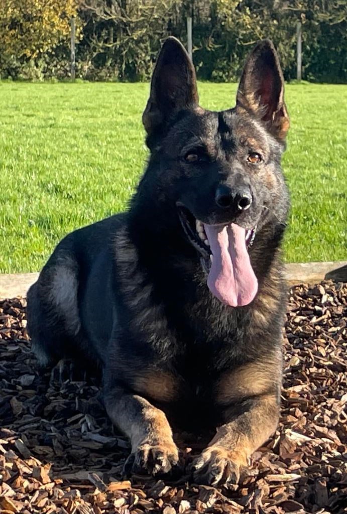 Protection Dogs - Personal Protection Dogs For Sale From