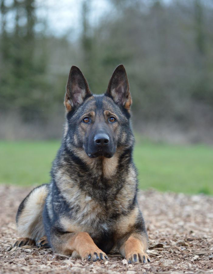 Protection Dogs - Personal Protection Dogs For Sale From